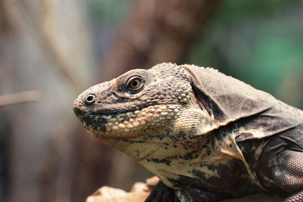 Las atracciones de la ciudad de Olanchito, Yoro, Honduras