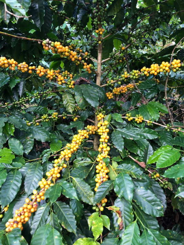 Café Welchez: conoce la historia completa del grano a la taza