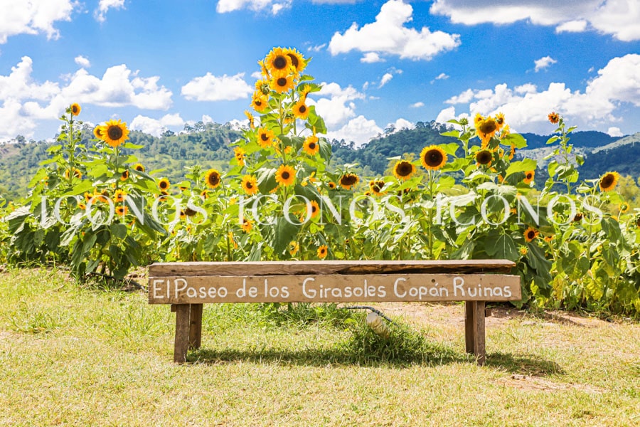 El Paseo de los Girasoles Copán Ruinas: paraíso floral de la ciudad maya