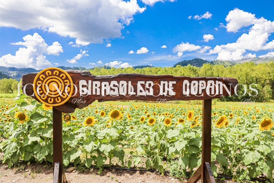 El Paseo de los Girasoles Copán Ruinas: paraíso floral de la ciudad maya