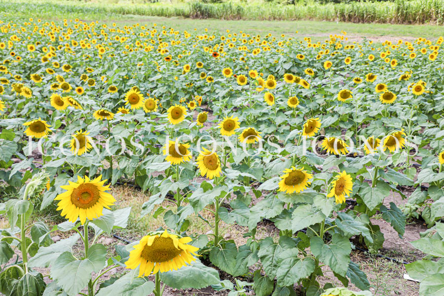 El Paseo de los Girasoles Copán Ruinas: paraíso floral de la ciudad maya