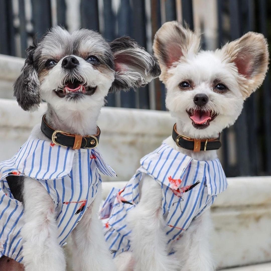 Parisian Pet: brand de hondureña viste hasta mascotas de Paris Hilton