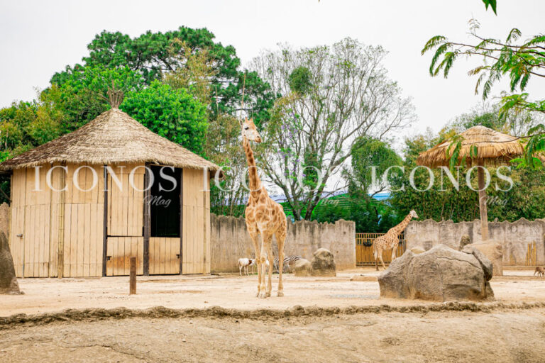 Zoológico La Aurora Guatemala: el más grande de Centroamérica